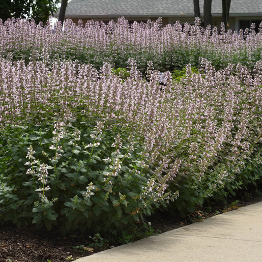 Nepeta Faassenii Whispurr Pink Catmint | SiteOne