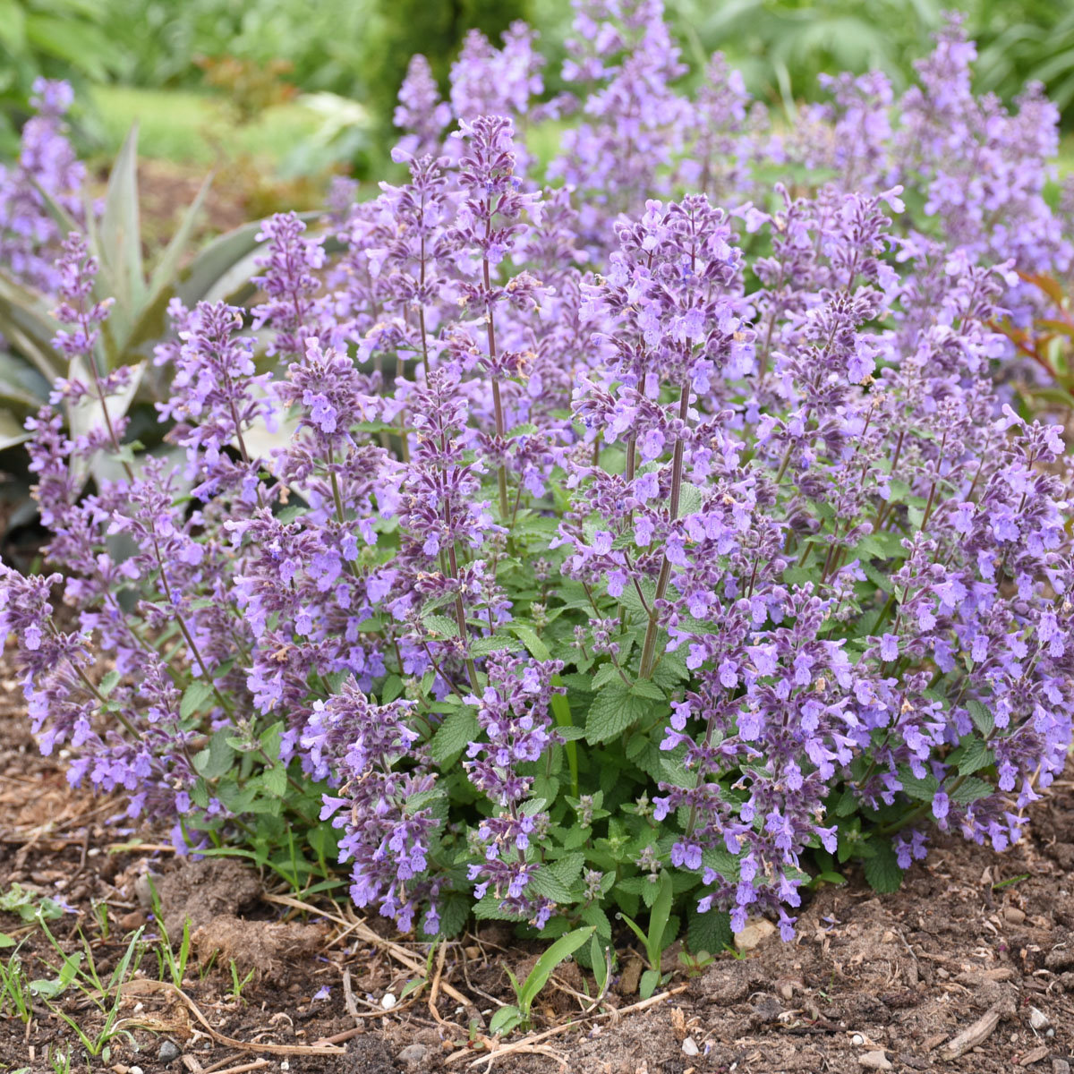 Nepeta X Picture Purrfect Catmint | SiteOne