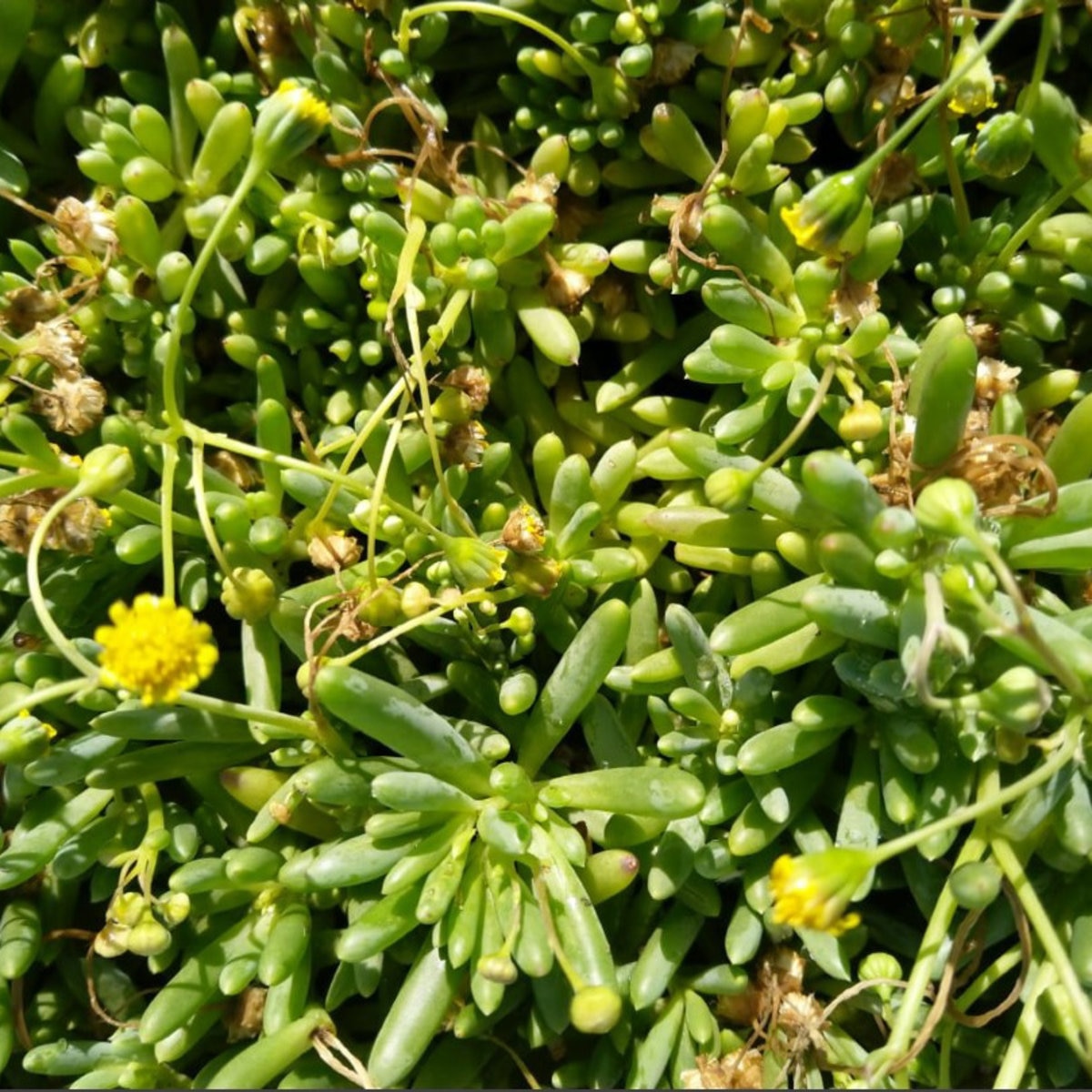 Othonna Capensis Little Pickles | SiteOne