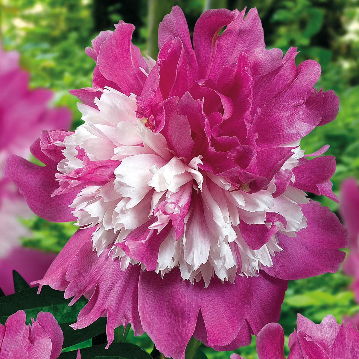 Paeonia Lactiflora Celebrity Peony | SiteOne