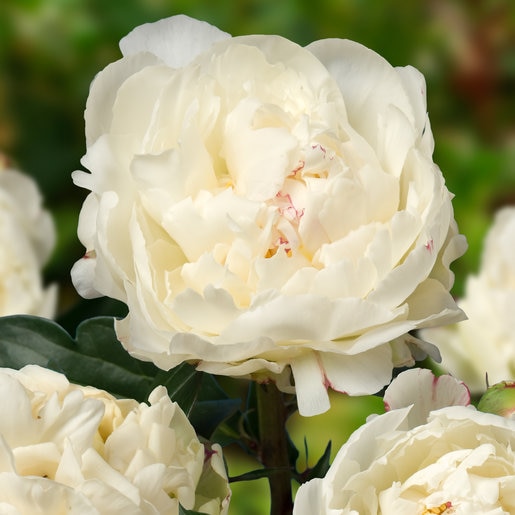 Paeonia Lactiflora Kelways Glorious Peony | SiteOne