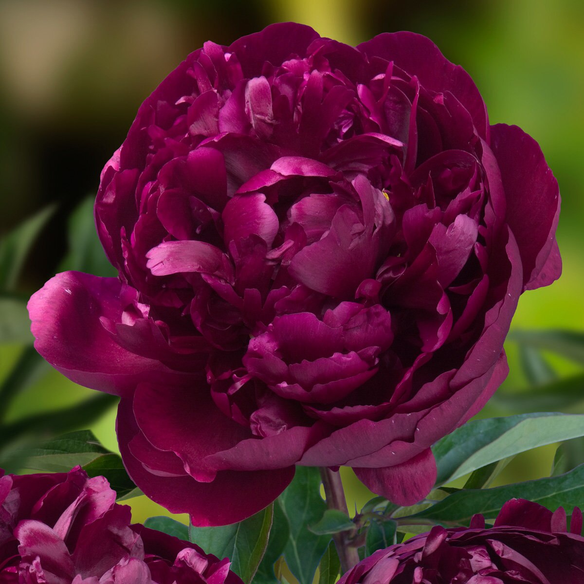 Paeonia Lactiflora Peter Brand Peony | SiteOne