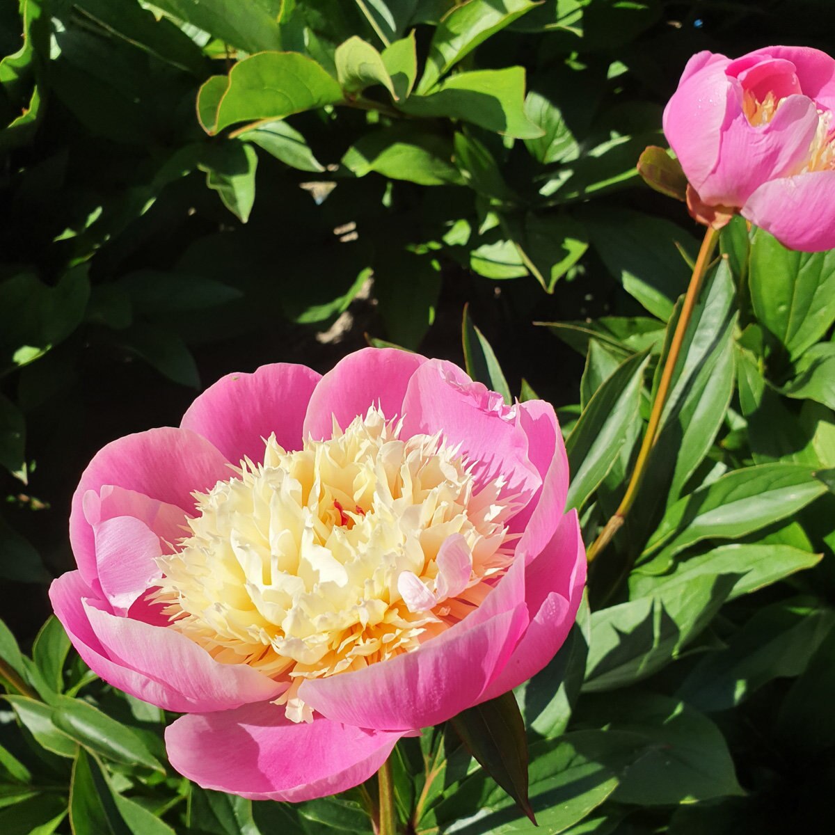 Paeonia X Bowl of Beauty Peony | SiteOne