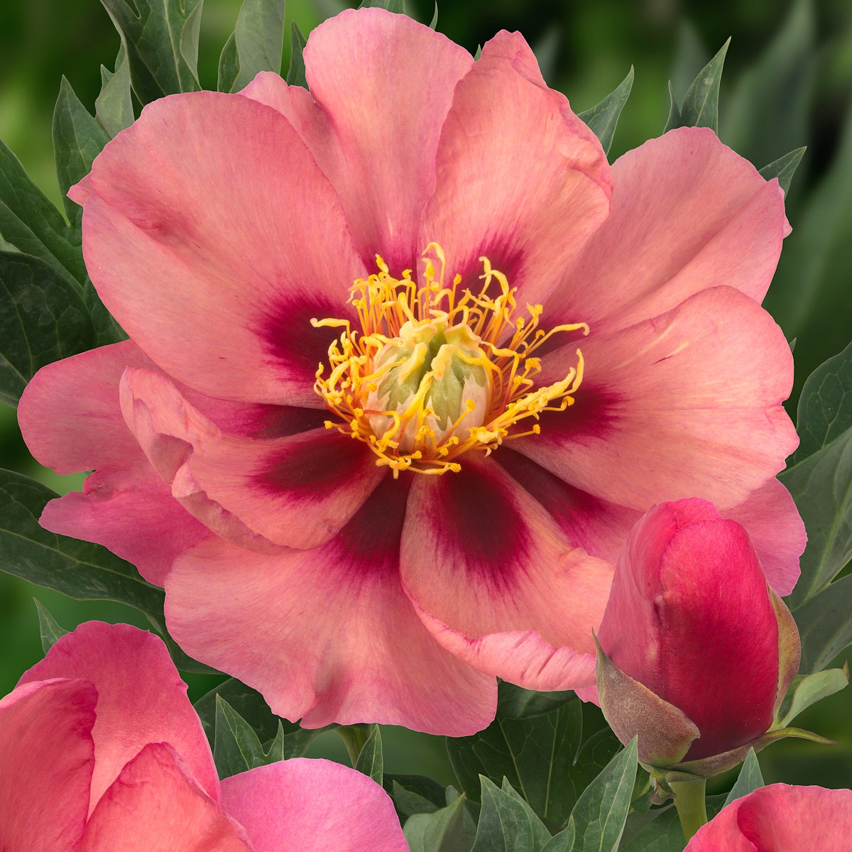Paeonia X Old Rose Dandy Peony | SiteOne