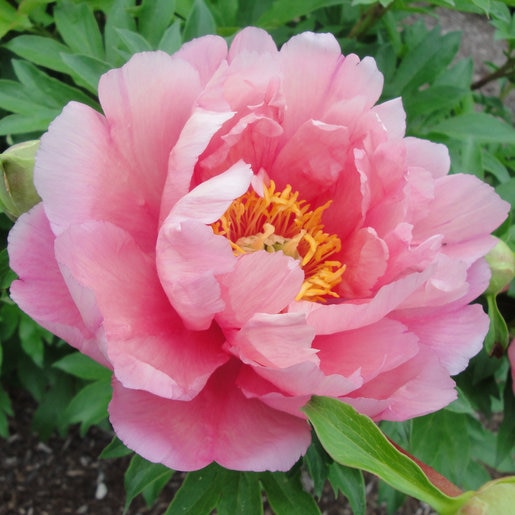 Paeonia X Intersectional Keiko Itoh Peony | SiteOne