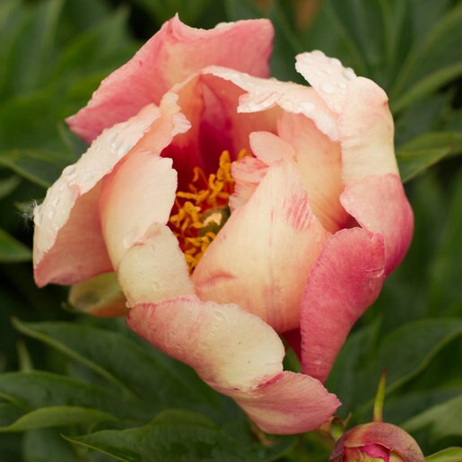 Paeonia X Old Rose Dandy Peony | SiteOne