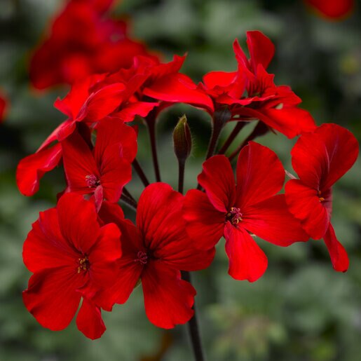 Pelargonium Interspecific Caliente Fire Geranium | SiteOne