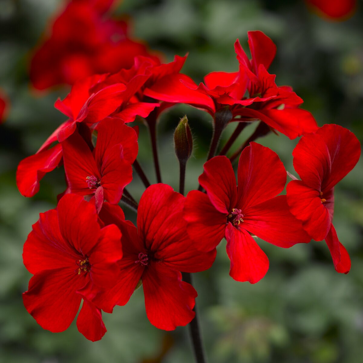 Pelargonium Interspecific Caliente Fire Geranium | SiteOne