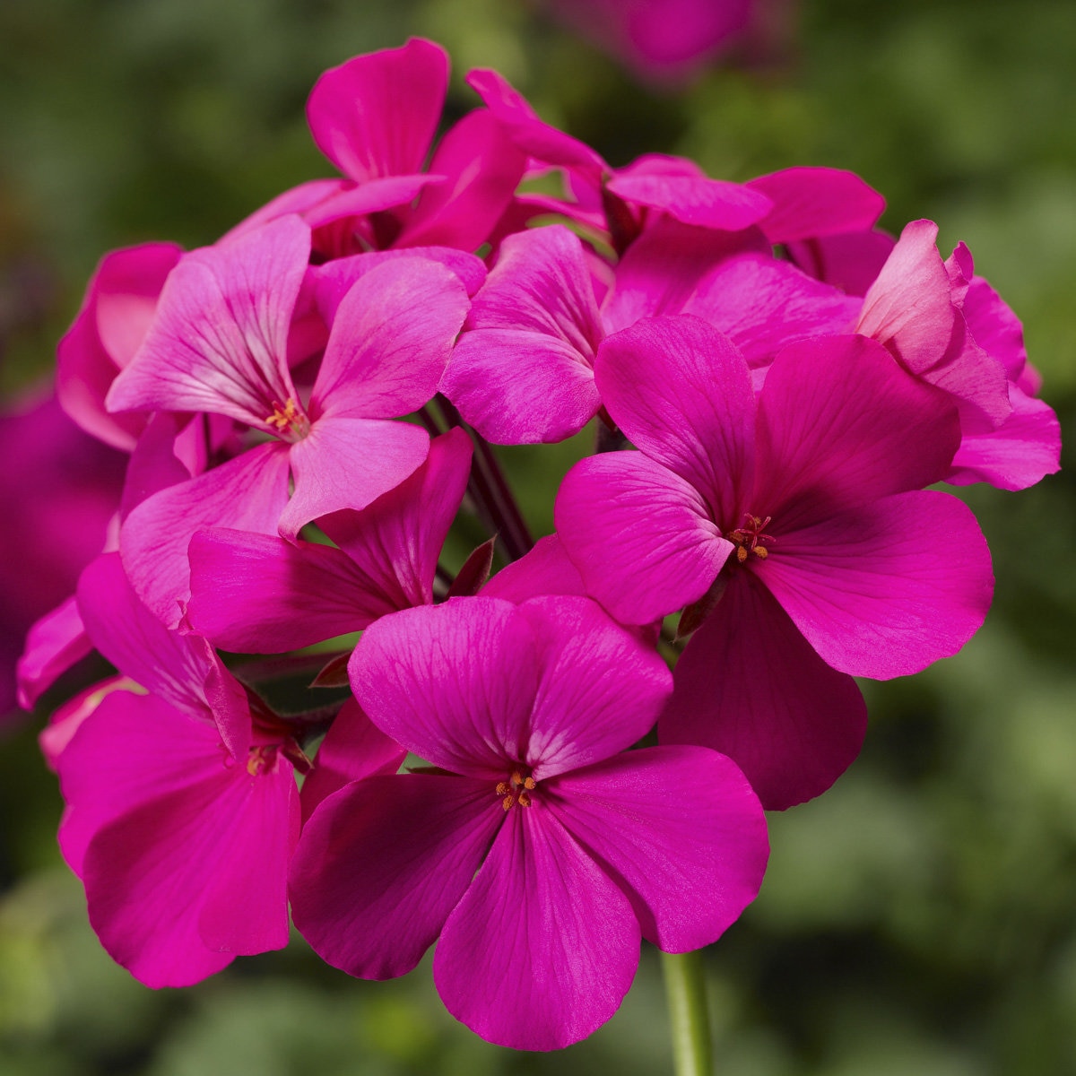 Pelargonium Interspecific Caliente Lavender Geranium | SiteOne