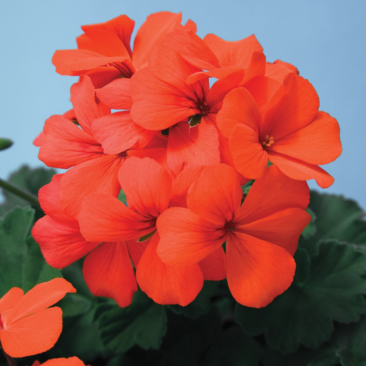 Pelargonium Interspecific Caliente Orange Geranium | SiteOne