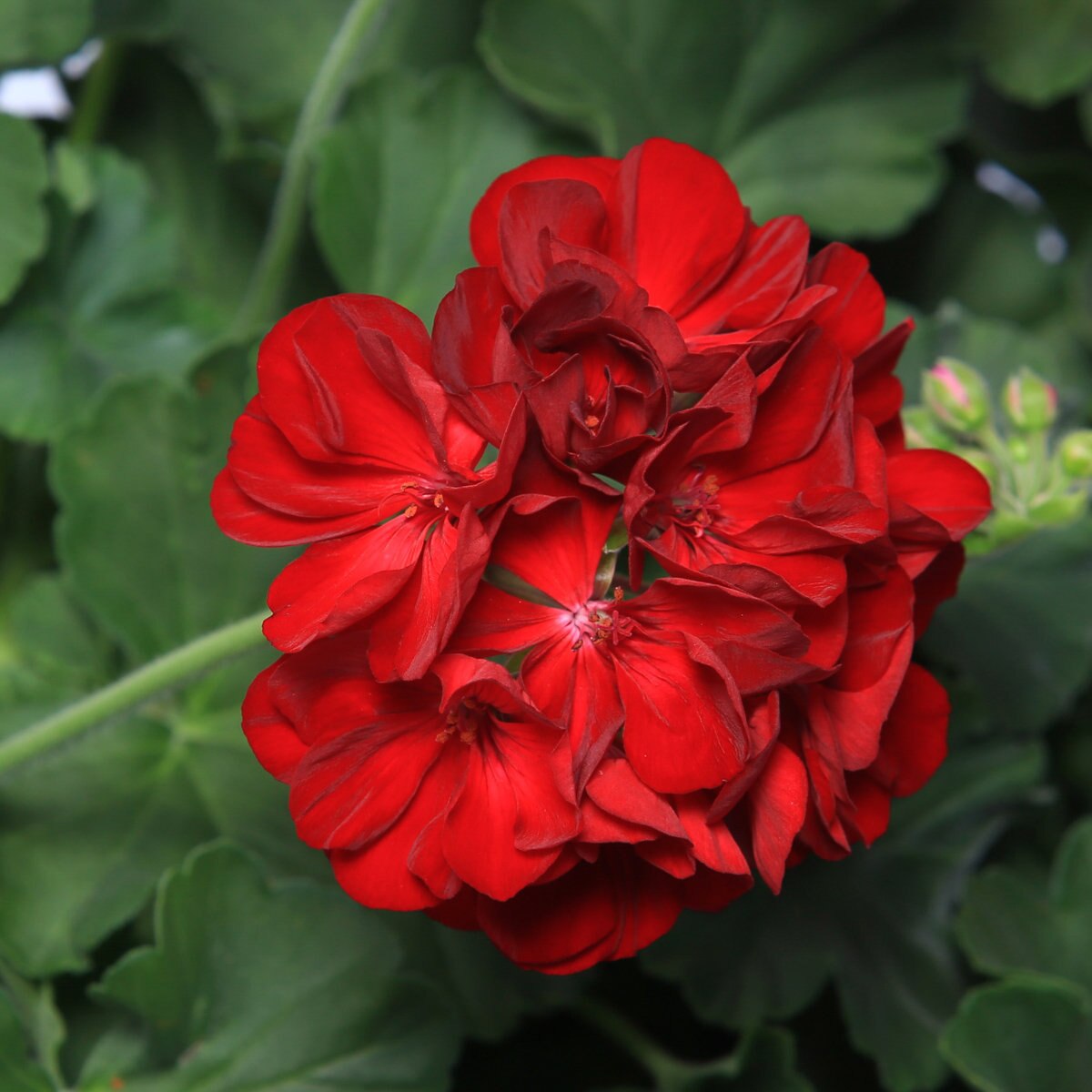 Pelargonium Interspecific Calliope Medium Dark Red Gera | SiteOne