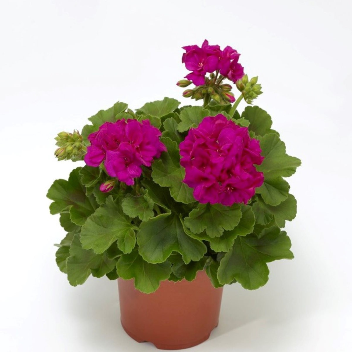 Pelargonium Interspecific Calliope Medium Violet Gerani | SiteOne