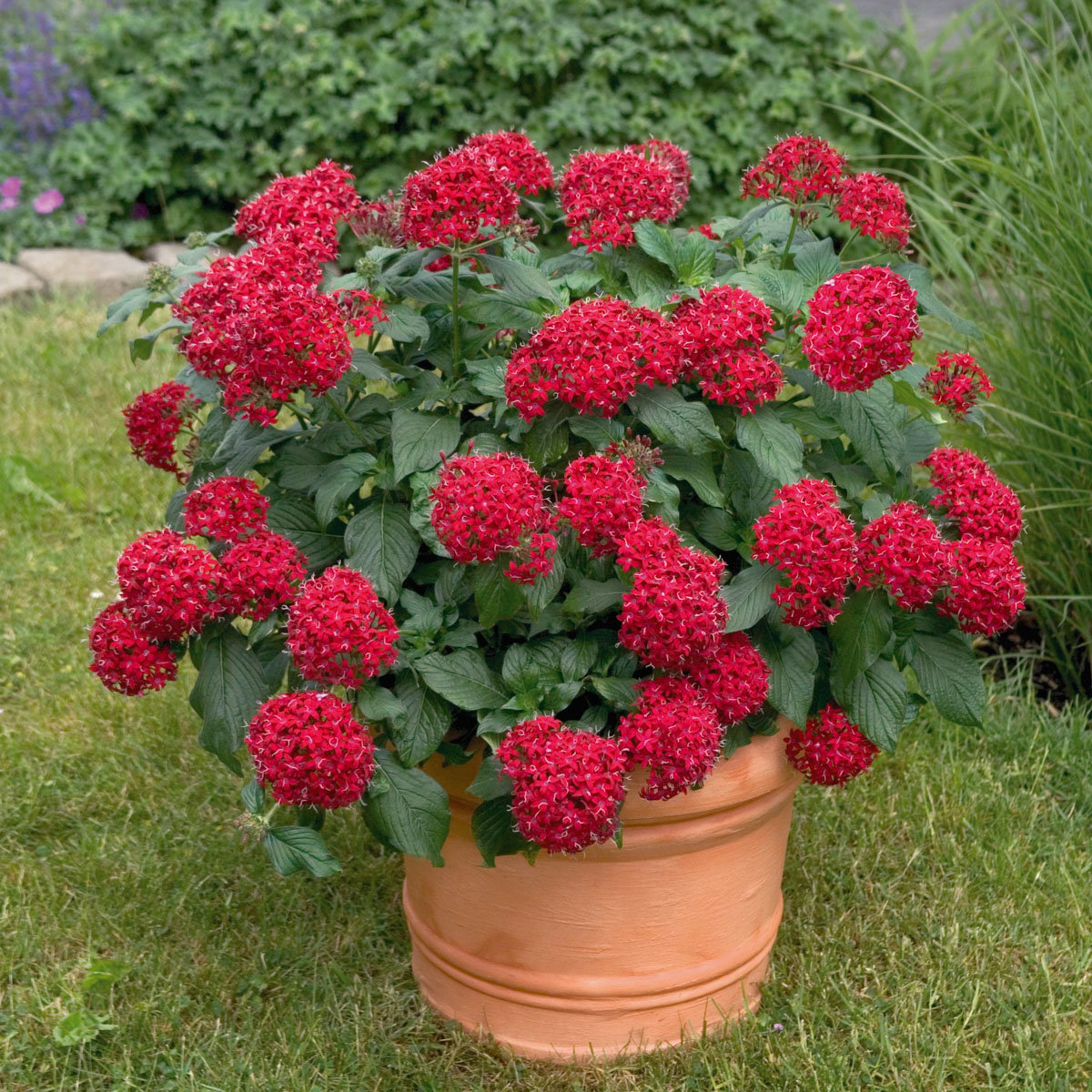 Pentas Lanceolata Kaleidoscope Deep Red Egyptian Star F | SiteOne