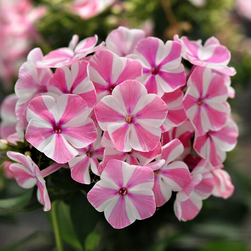 Phlox Paniculata Peppermint Twist Phlox | SiteOne