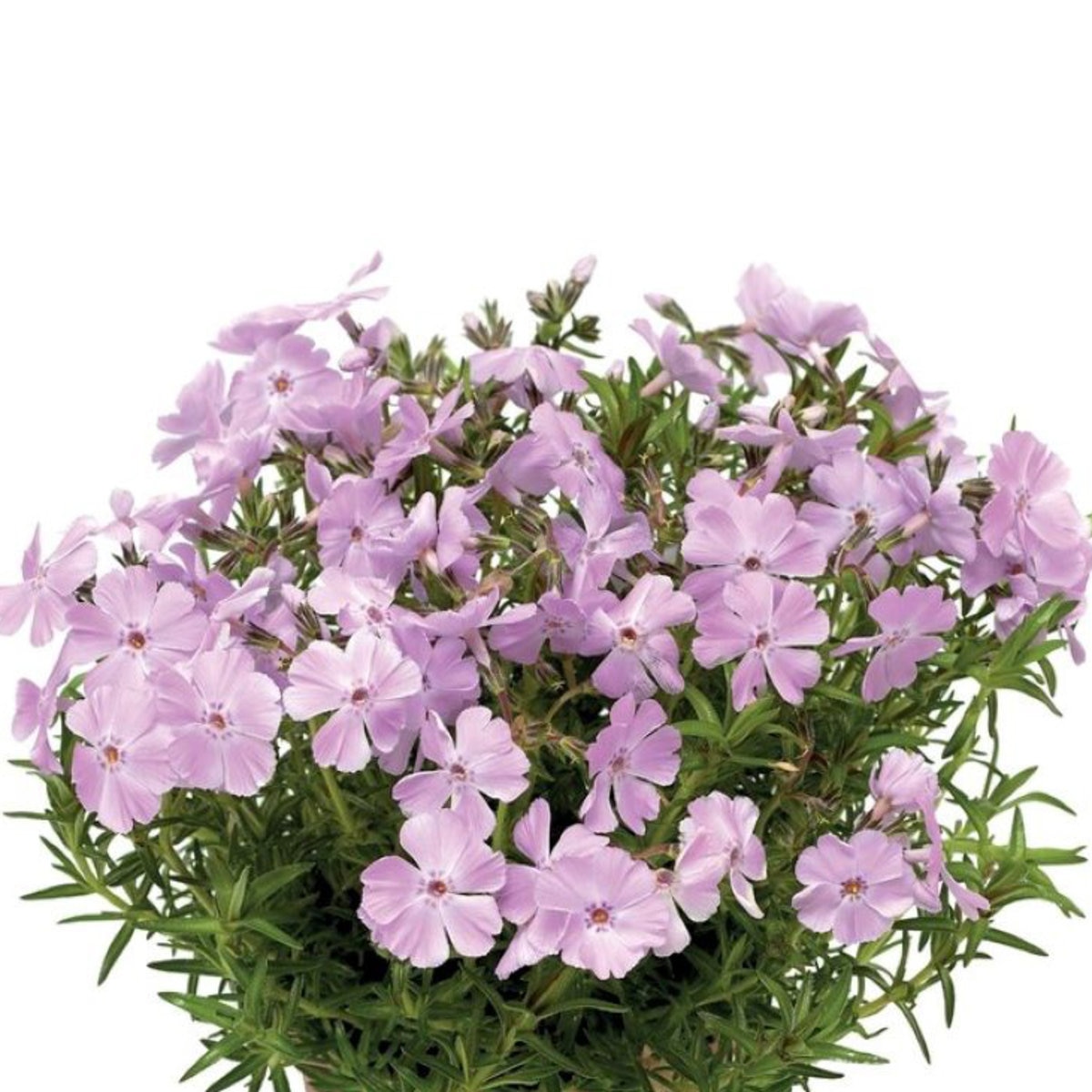 Phlox Subulata Phlox Trot Pink Creeping Phlox | SiteOne