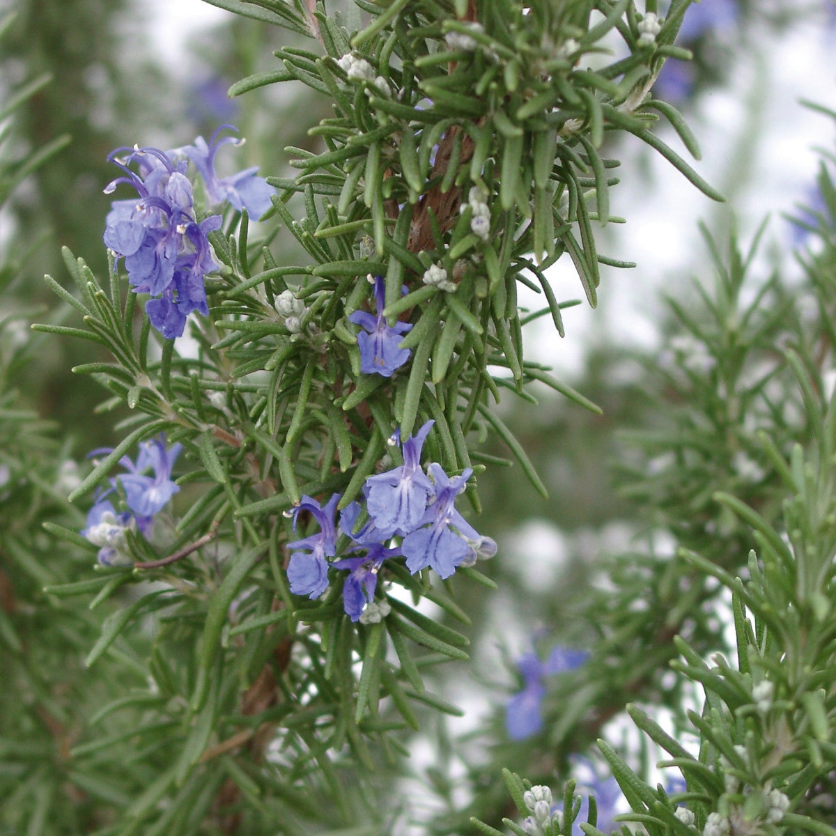 Rosmarinus Officinalis Boule Rosemary | SiteOne