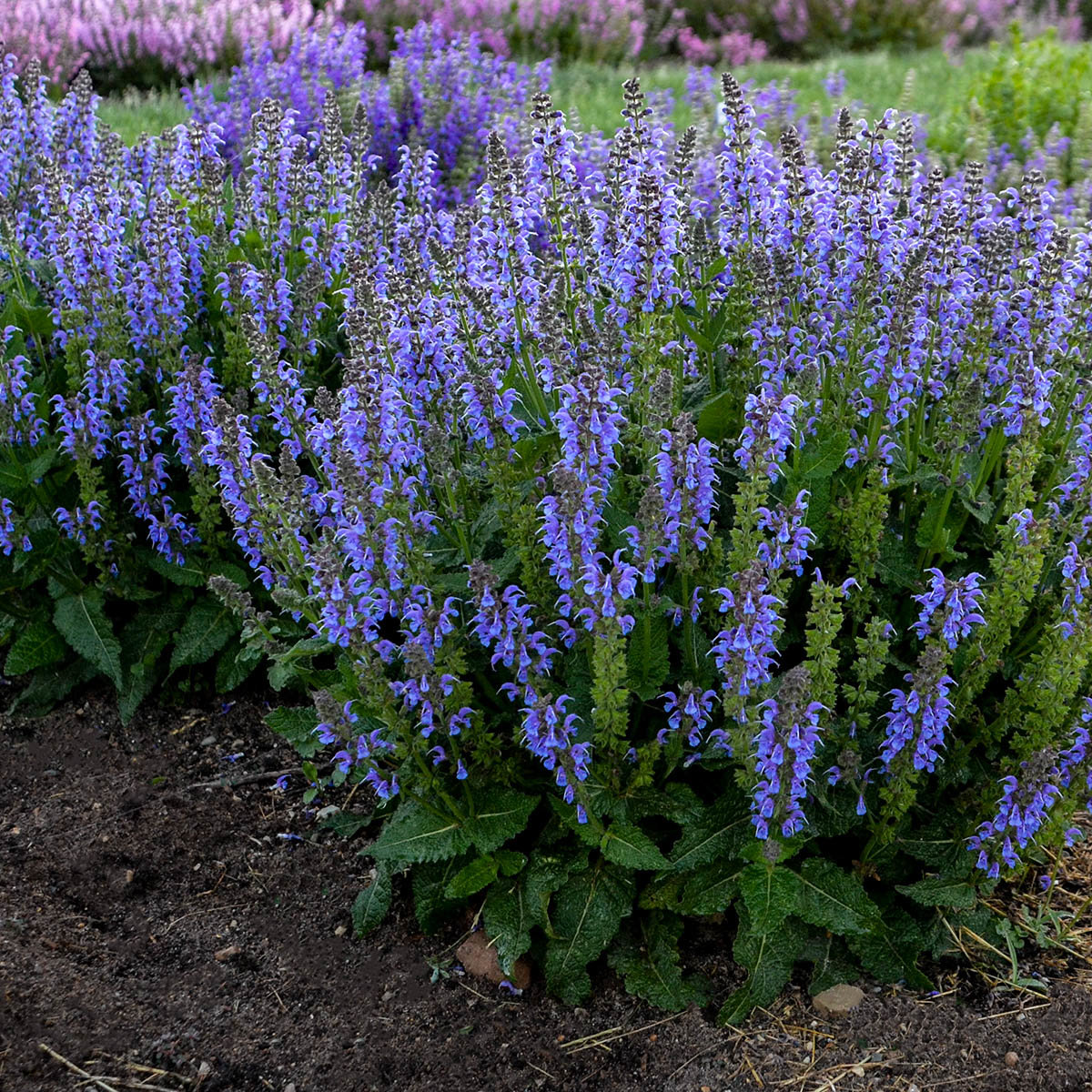 Salvia Nemorosa Tidal Pool Sage | SiteOne