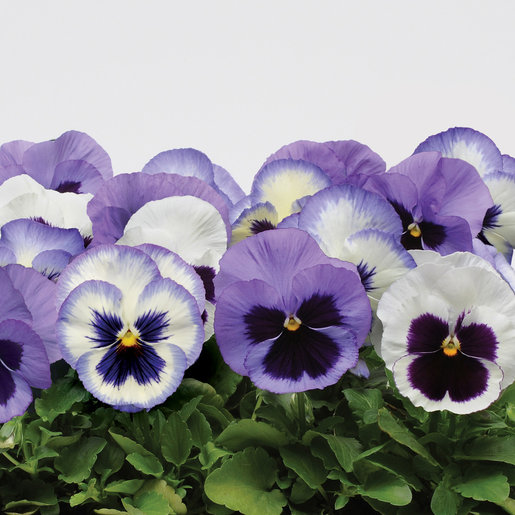 Viola X Wittrockiana Matrix Ocean Pansy | SiteOne