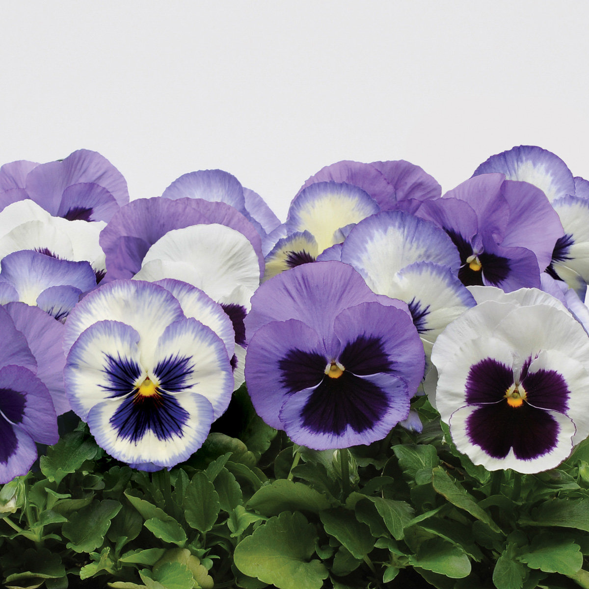 Viola X Wittrockiana Matrix Ocean Pansy | SiteOne
