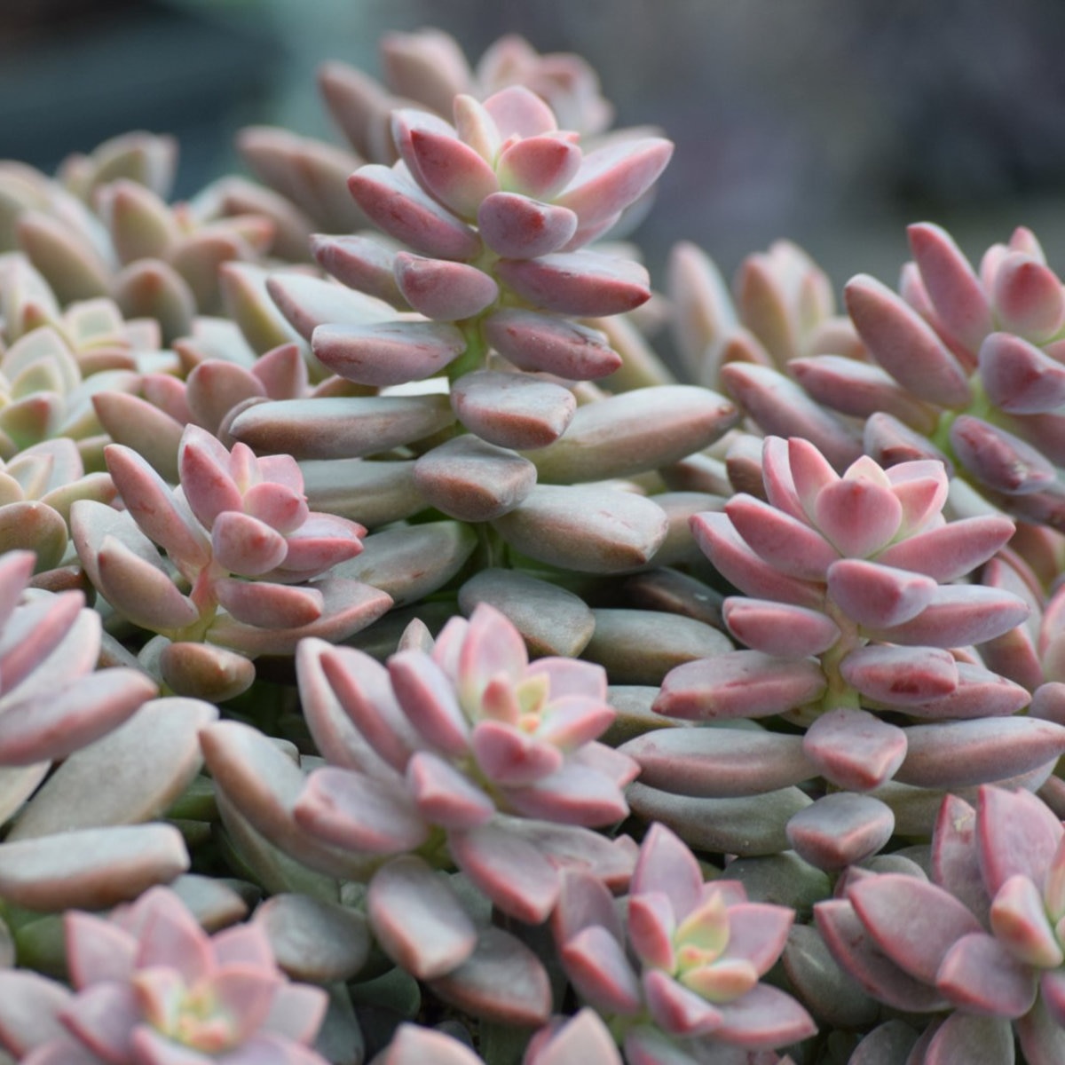 X Graptosedum Vera Higgins Graptopetalum | SiteOne