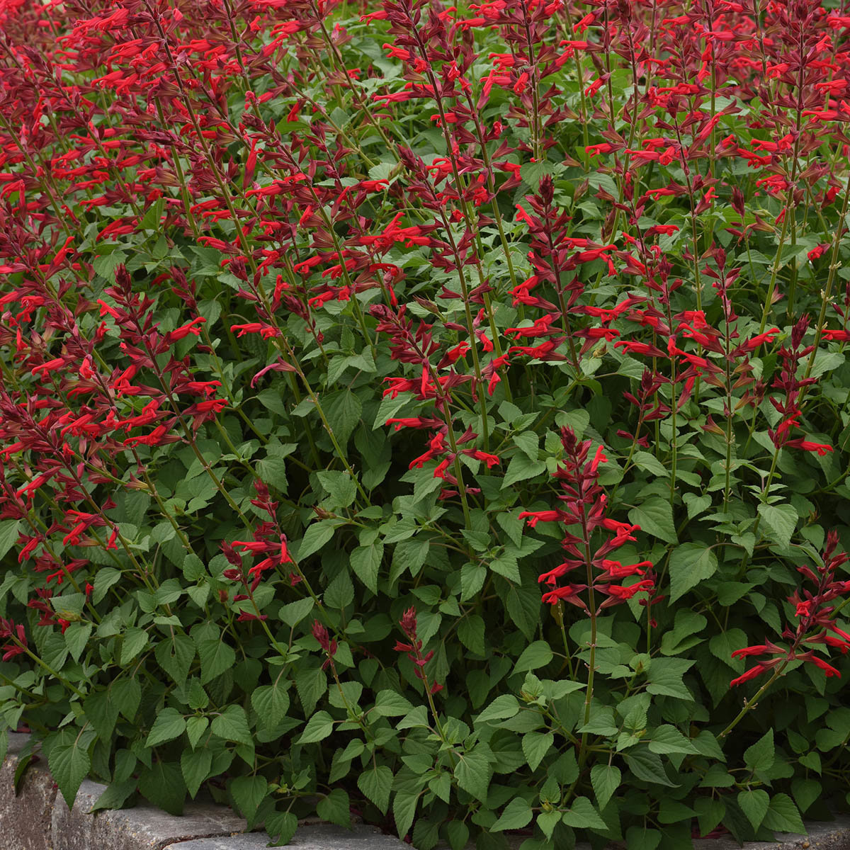 Salvia Splendens X Darcyi Roman Red Salvia | SiteOne