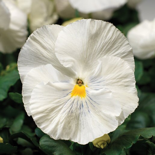 Viola X Wittrockiana Colossus White Pansy | SiteOne