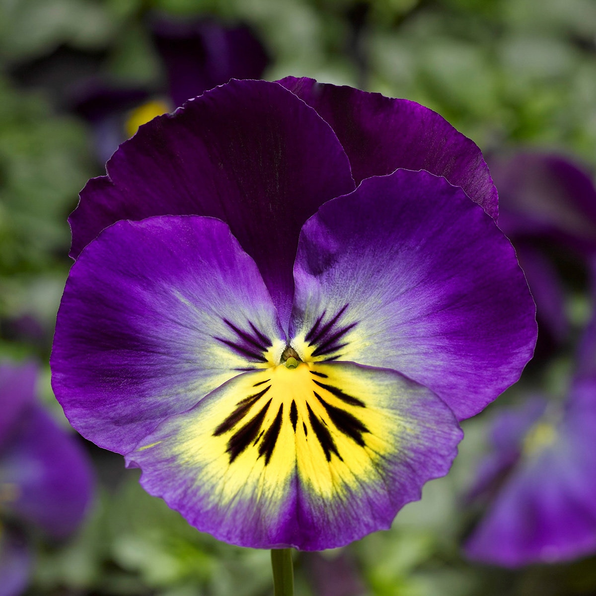 Viola X Wittrockiana Delta Premium Classic Blue Morpho | SiteOne