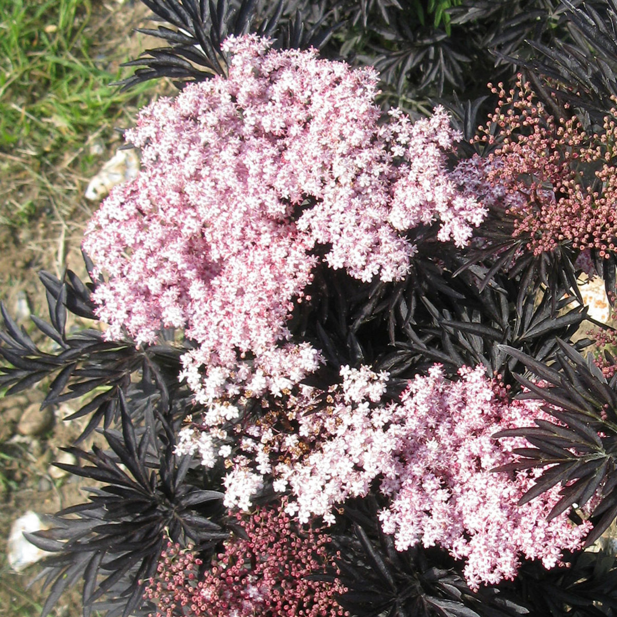 Sambucus Nigra 'Laced Up' Elderberry | SiteOne