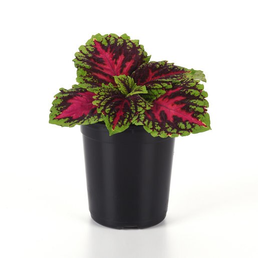 Solenostemon Scutellarioides Kong Jr. Rose Coleus | SiteOne