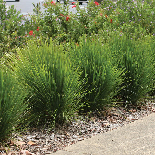 Lomandra Confertifolia Leading Lime Tight Mat Rush | SiteOne
