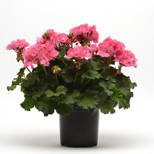 Pelargonium X Hortorum Fantasia Pink Zonal Geranium | SiteOne