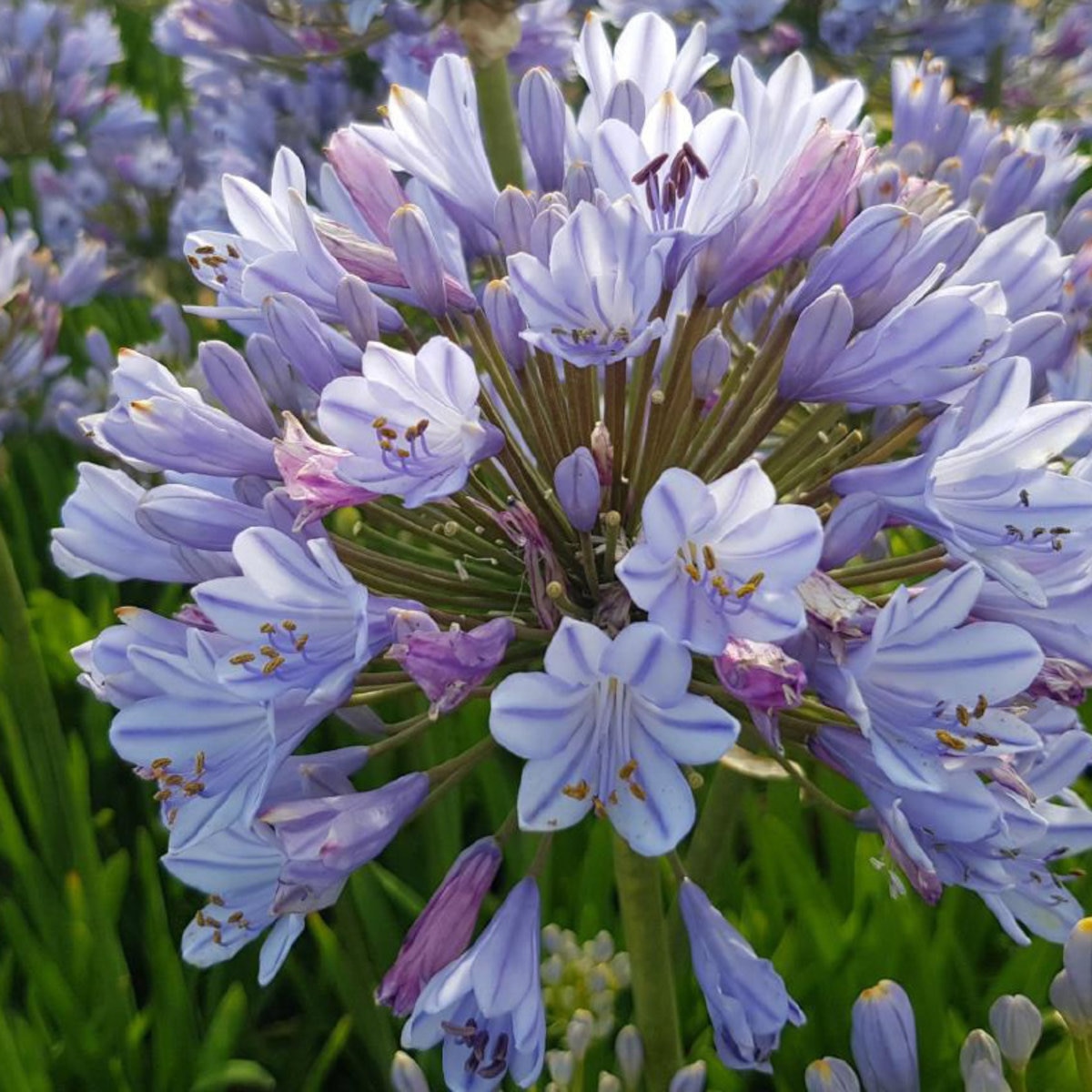 Agapanthus Praecox Straight A Blue Flare African Lily | SiteOne