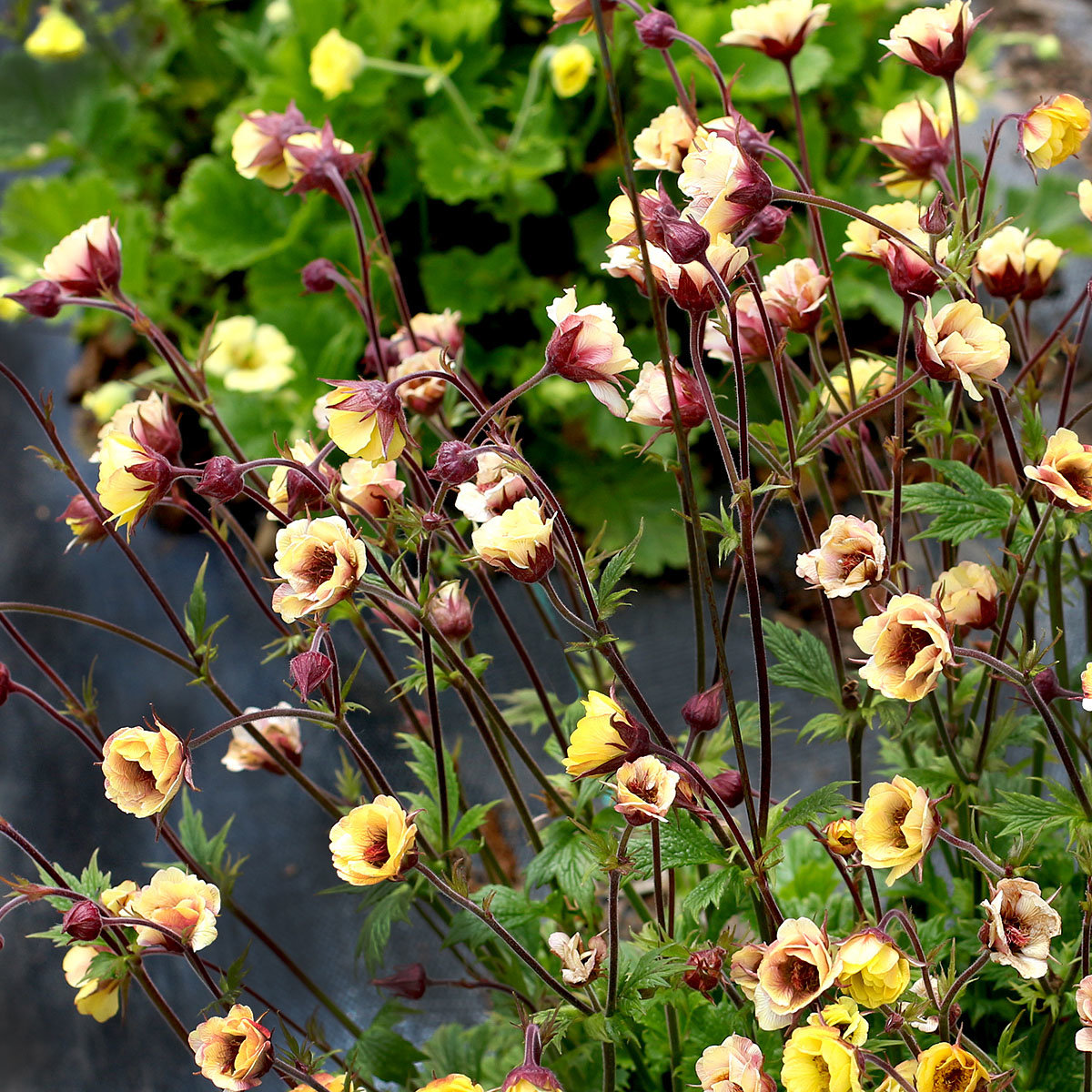 Geum X Tempo Yellow Avens | SiteOne