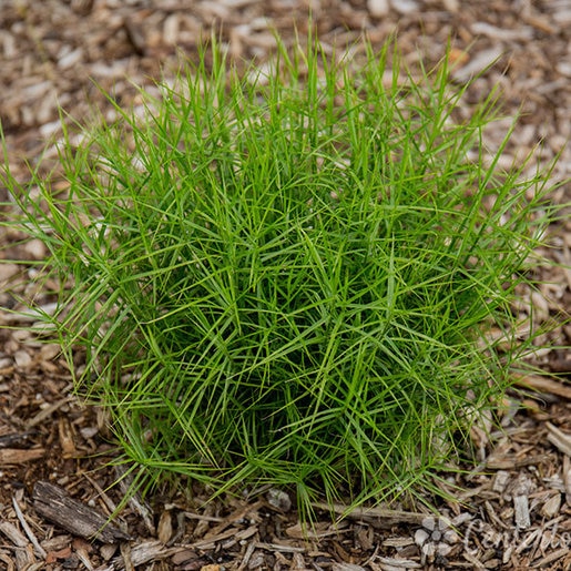 Carex Muskingumensis Little Midge Palm Sedge | SiteOne