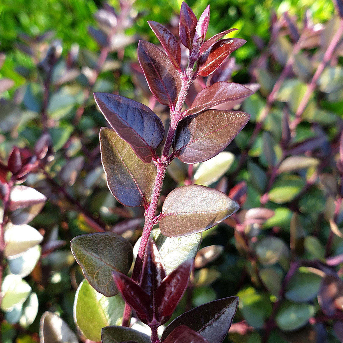 Lonicera Nitida Garden Clouds Purple Storm Boxleaf Hone | SiteOne