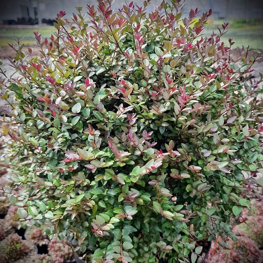 Lonicera Nitida Garden Clouds Purple Storm Boxleaf Hone | SiteOne
