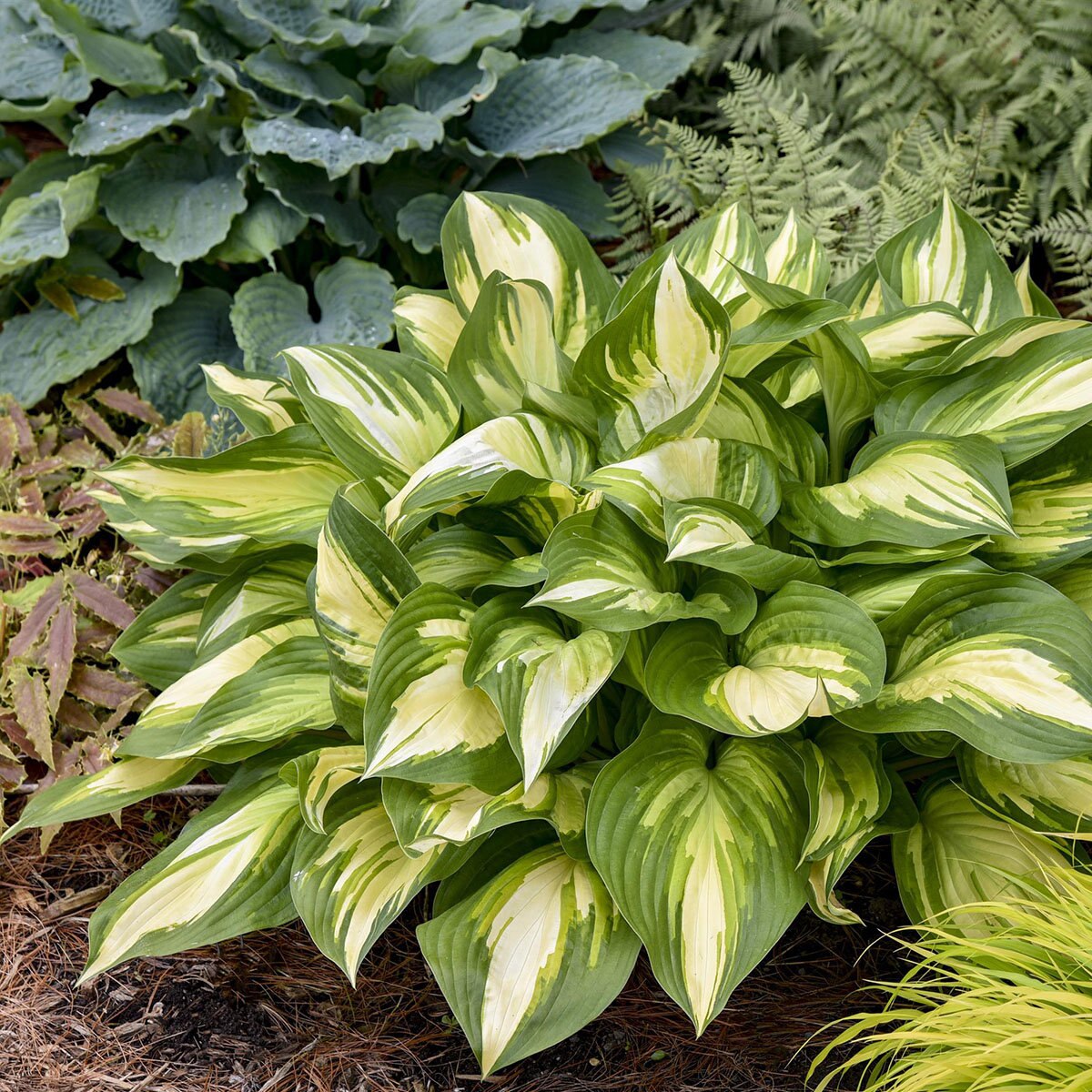 Hosta X Shadowland Miss America Plantain Lily | SiteOne