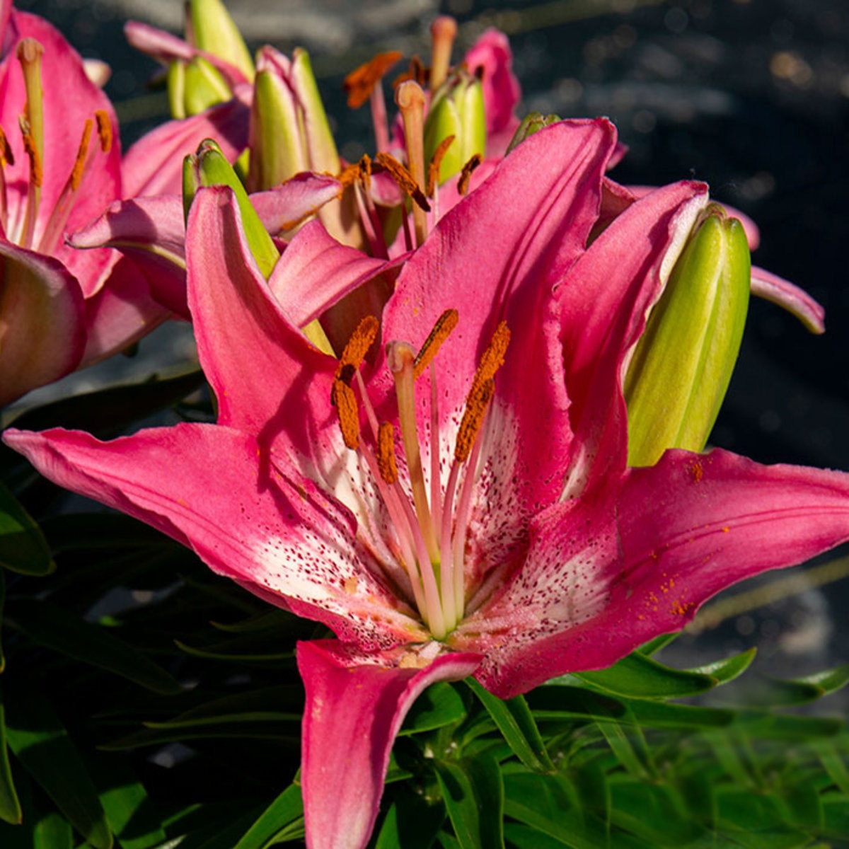 Lilium X Trendy Nicosia Asiatic Lily | SiteOne