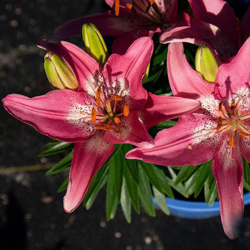 Lilium X Trendy Nicosia Asiatic Lily | SiteOne