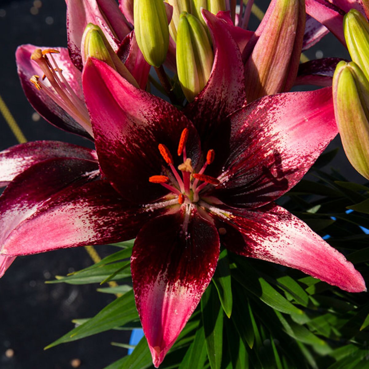 Lilium X Trendy Savannah Asiatic Lily | SiteOne