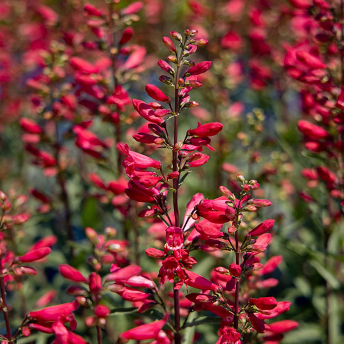 Penstemon X 'Coral Baby' Beard Tongue | SiteOne