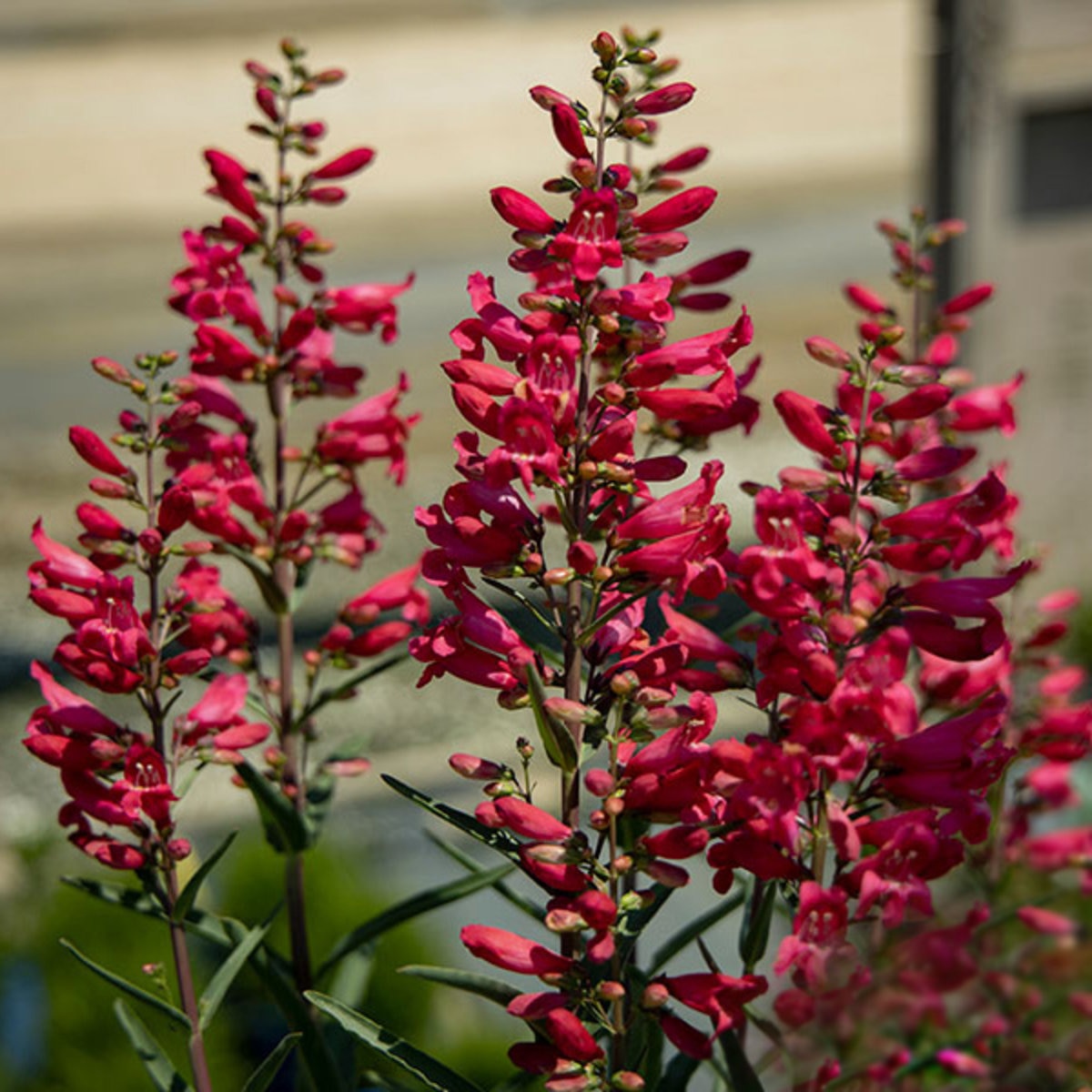 Penstemon X 'Coral Baby' Beard Tongue | SiteOne