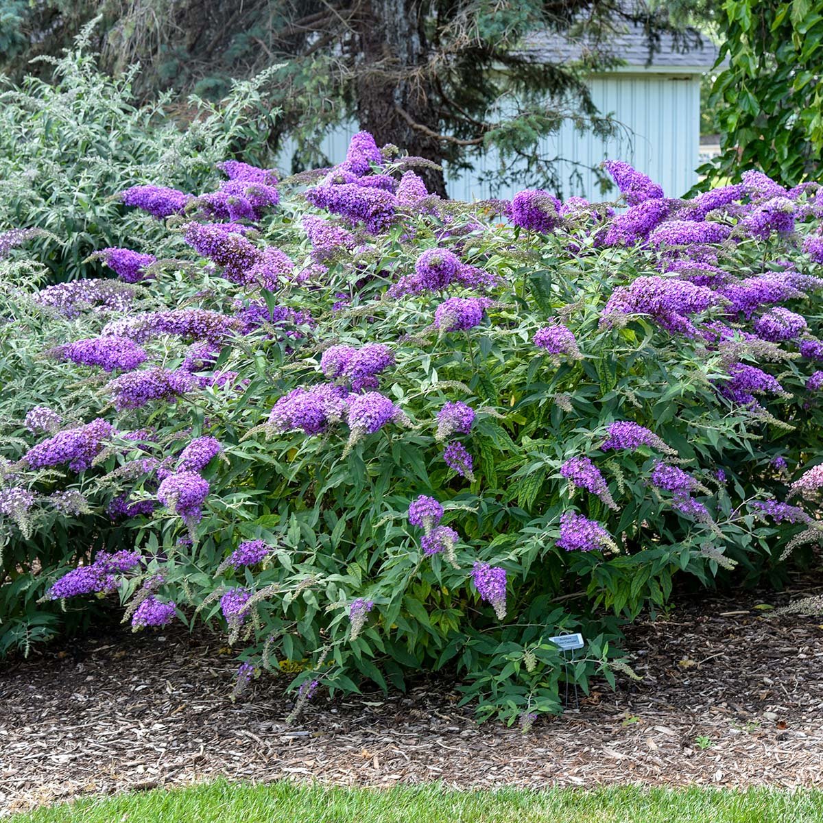 Buddleia X Cascade Violet Cascade Butterfly Bush | SiteOne