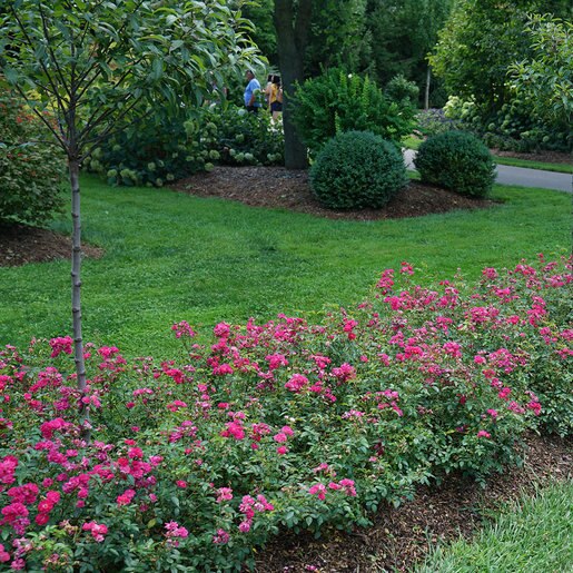 Rosa X Oso Easy Peasy Rose | SiteOne