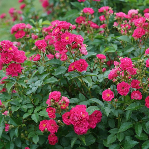 Rosa X Oso Easy Peasy Rose | SiteOne