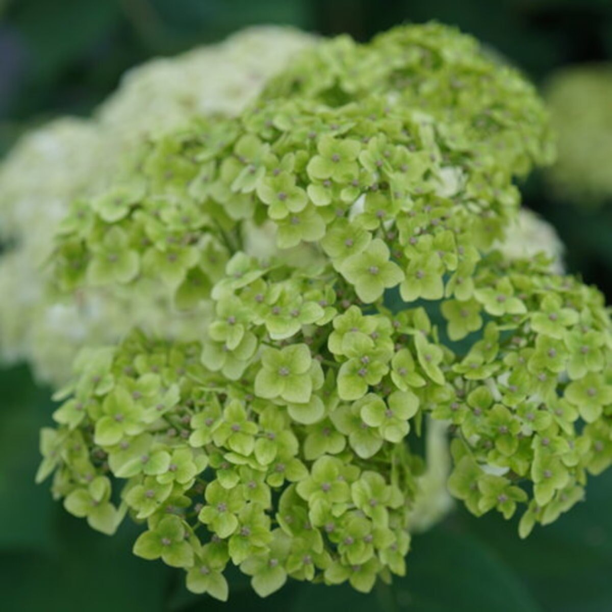 Hydrangea Arborescens 'Invincibelle' Sublime Smooth Hyd | SiteOne