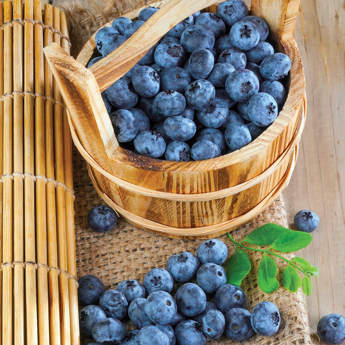 Vaccinium Corymbosum Biloxi Highbush Blueberry | SiteOne