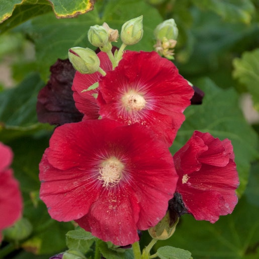 Alcea Rosea Spotlight Mars Magic Hollyhock | SiteOne