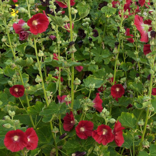 Alcea Rosea Spotlight Mars Magic Hollyhock | SiteOne