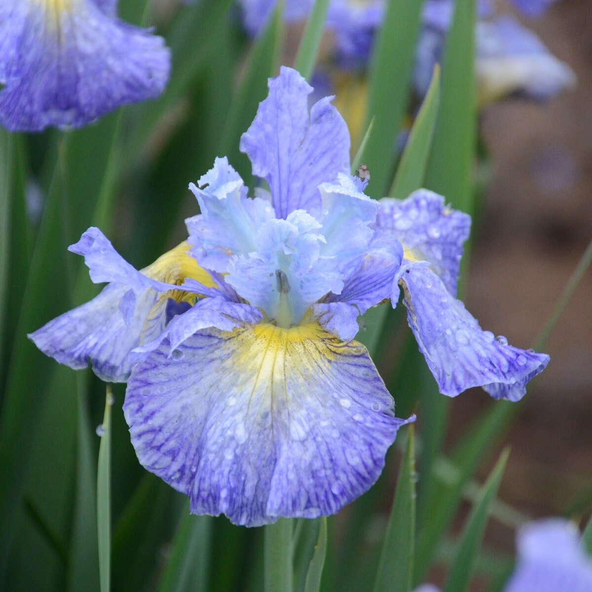 Iris Sibirica Cape Cod Boys Siberian Iris | SiteOne